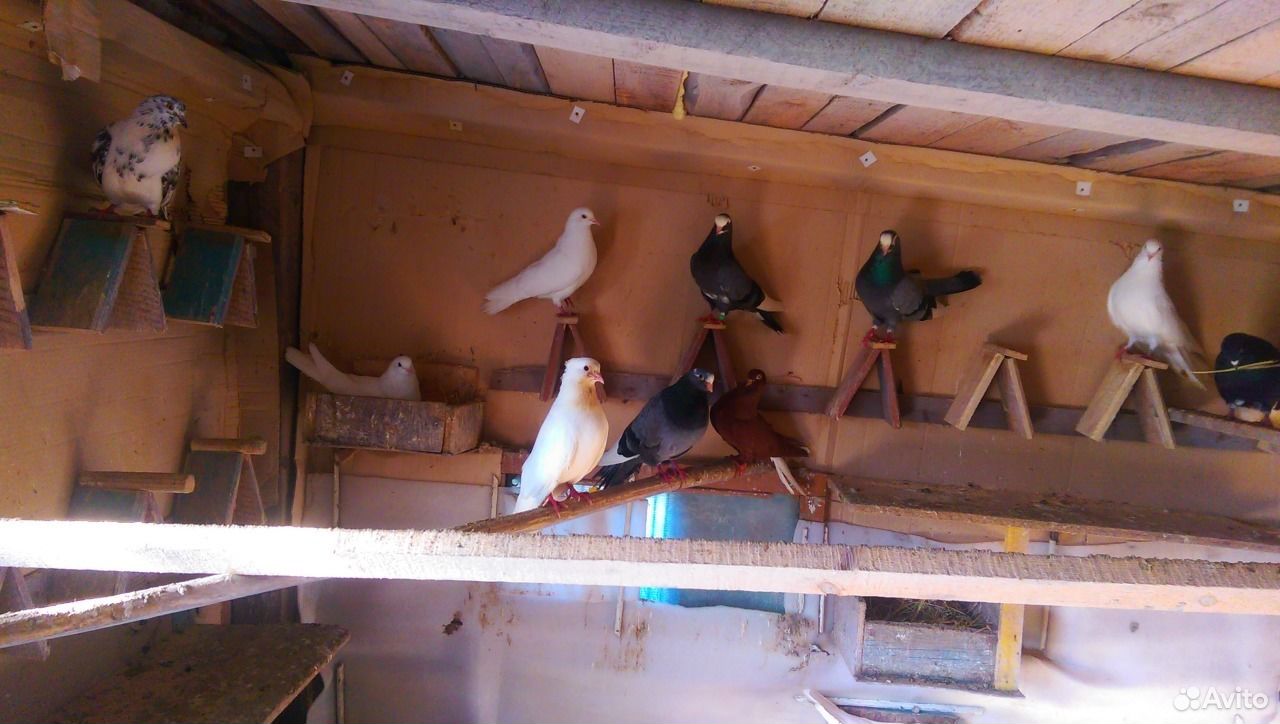 Продажа николаевских голубей