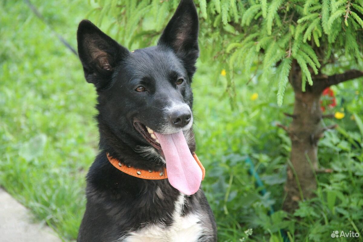 Нора ищет хозяина