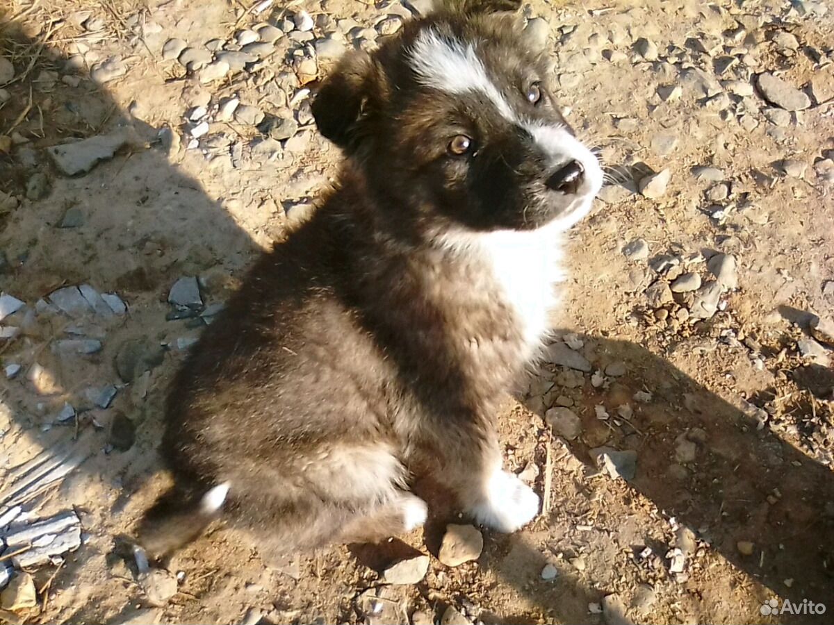 Красивая милашка - щенок вырастит маленьким