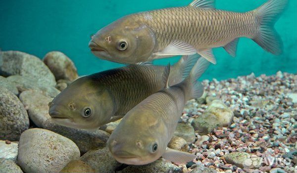 Белый амур для зарыбления водоёмов