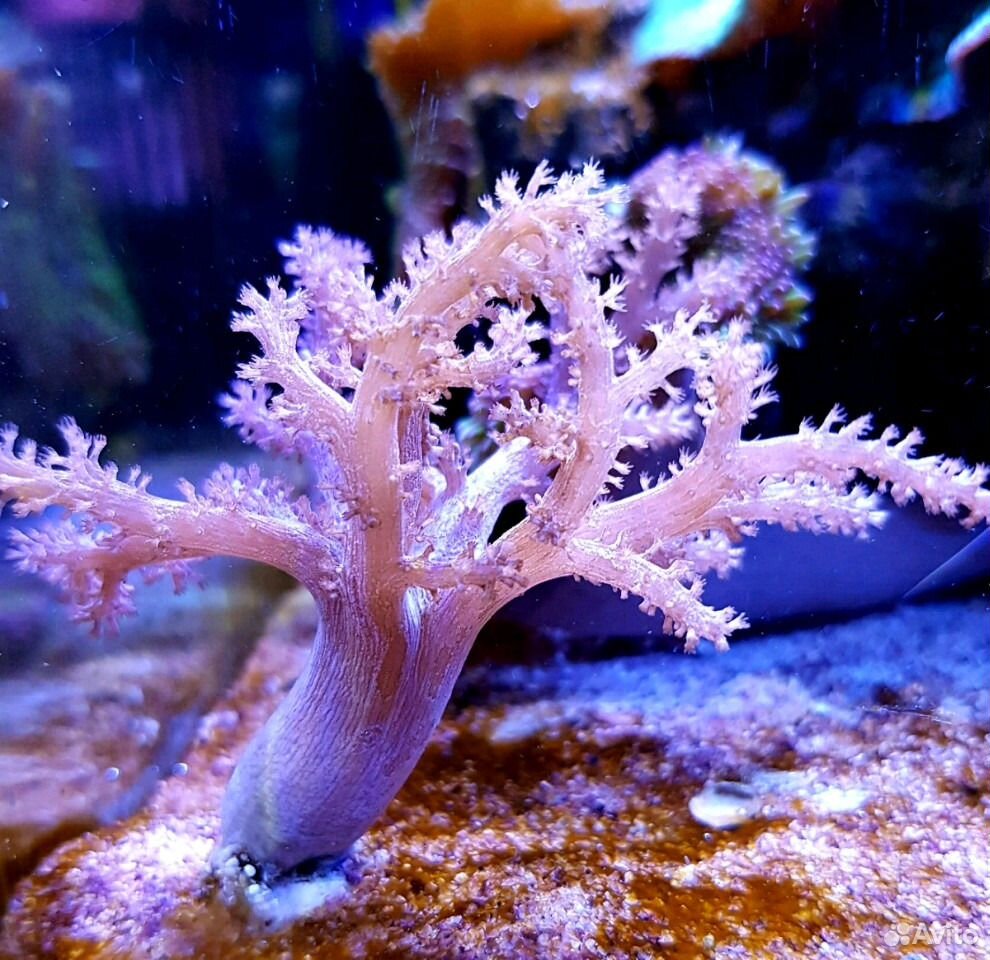 Продам коралл Капнелла
