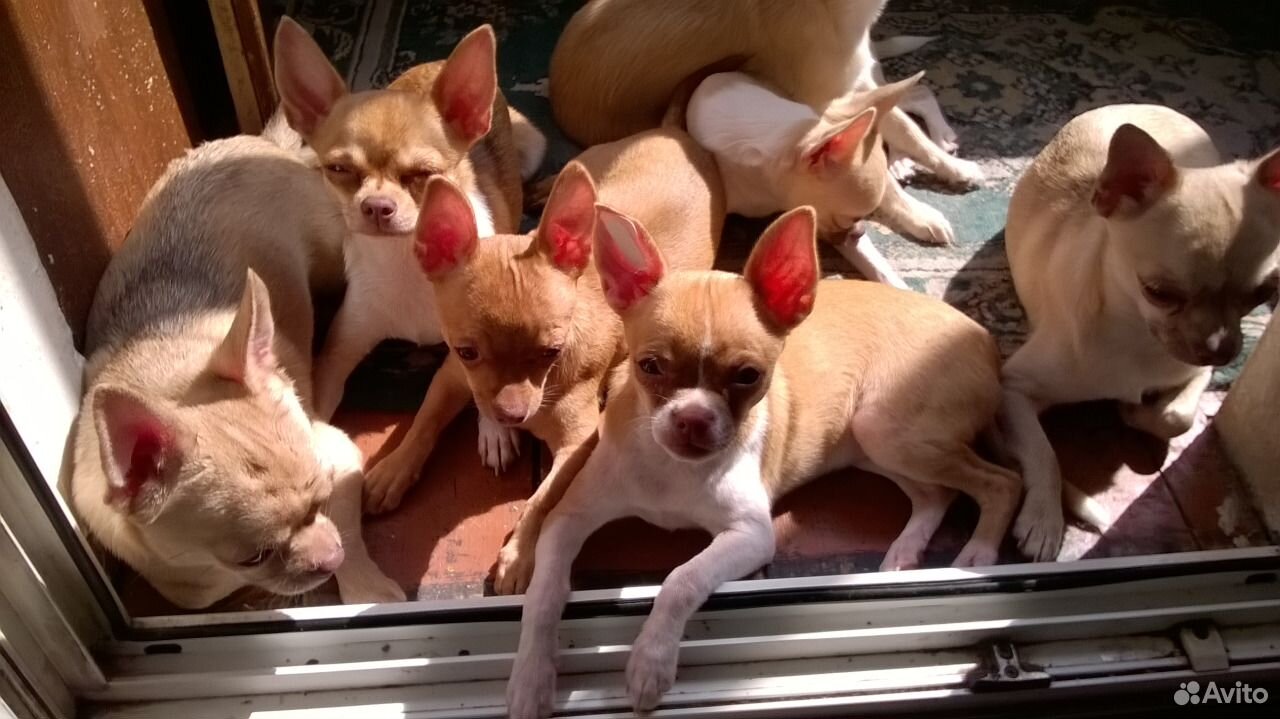 Мальчишки и девчонки чихухуа