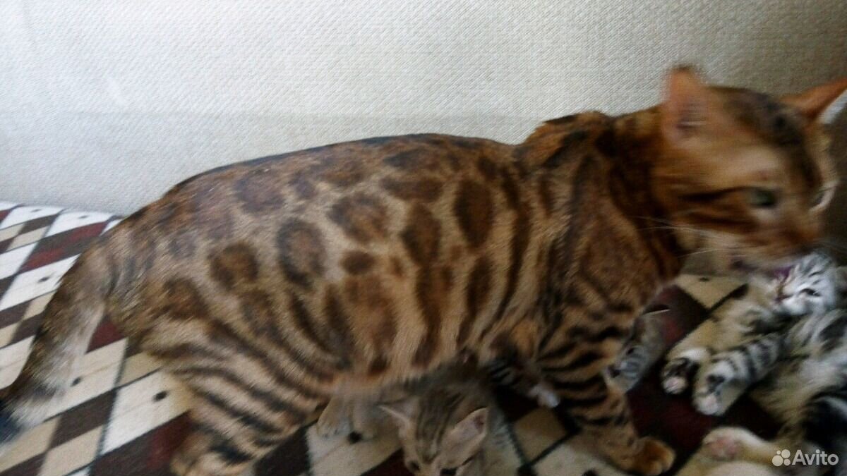 Бенгальские золото котята