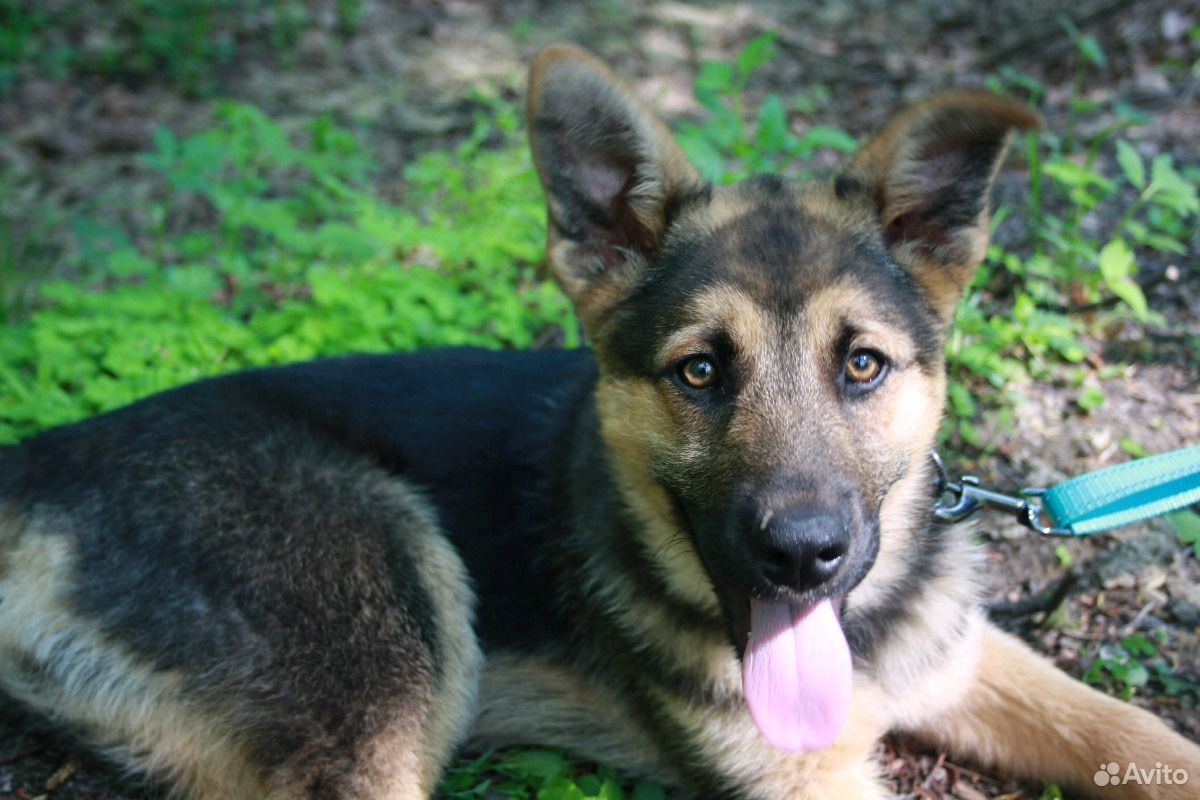 Щенок Адель в добрые руки