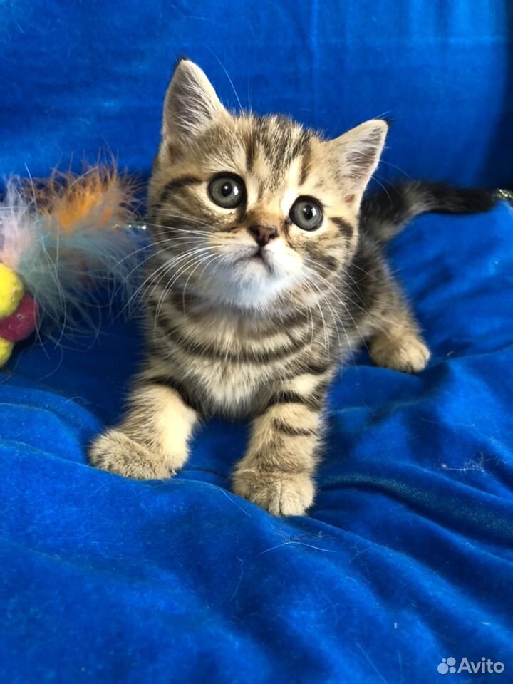 Чудесная девочка-сладкий носик (шотландская прямоу