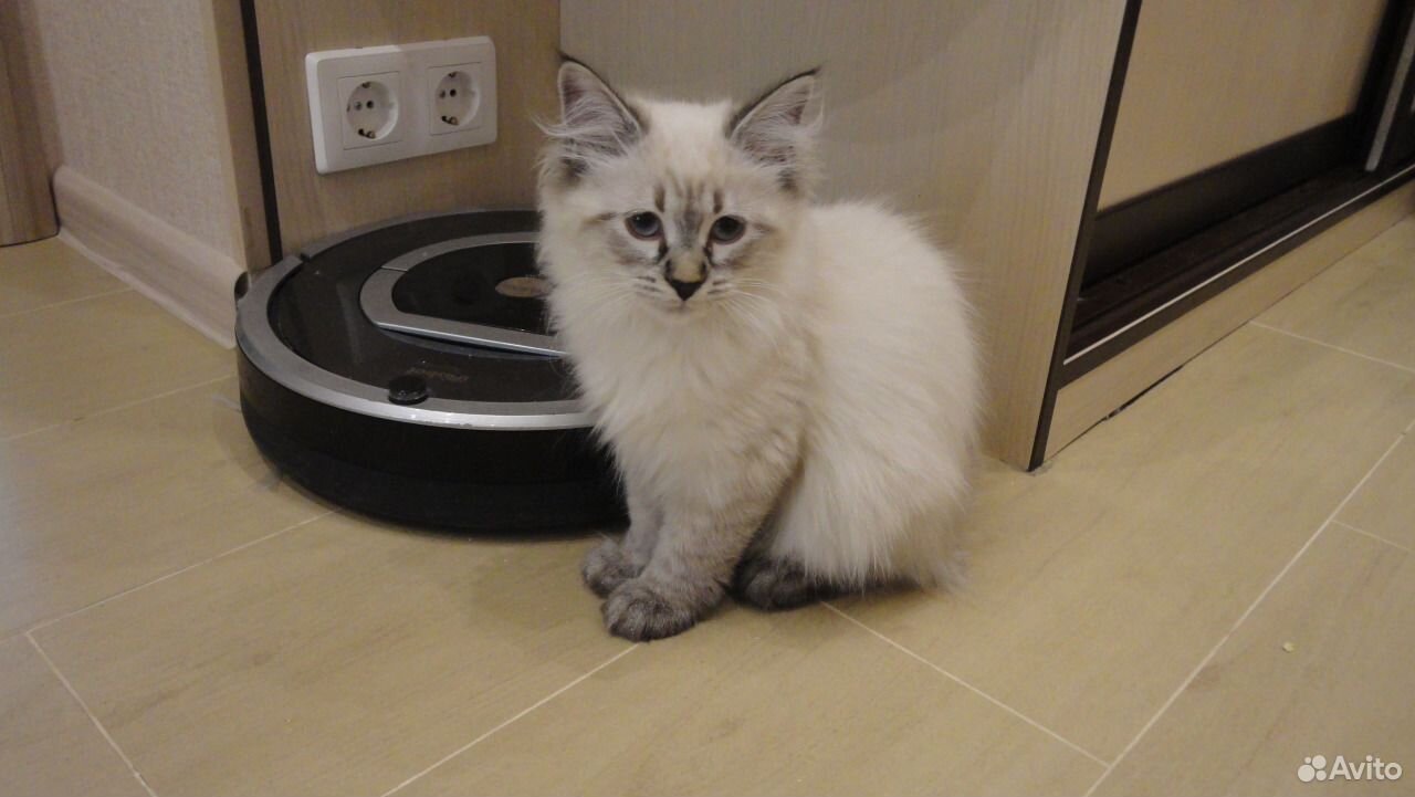 Котята невские - маскарадные