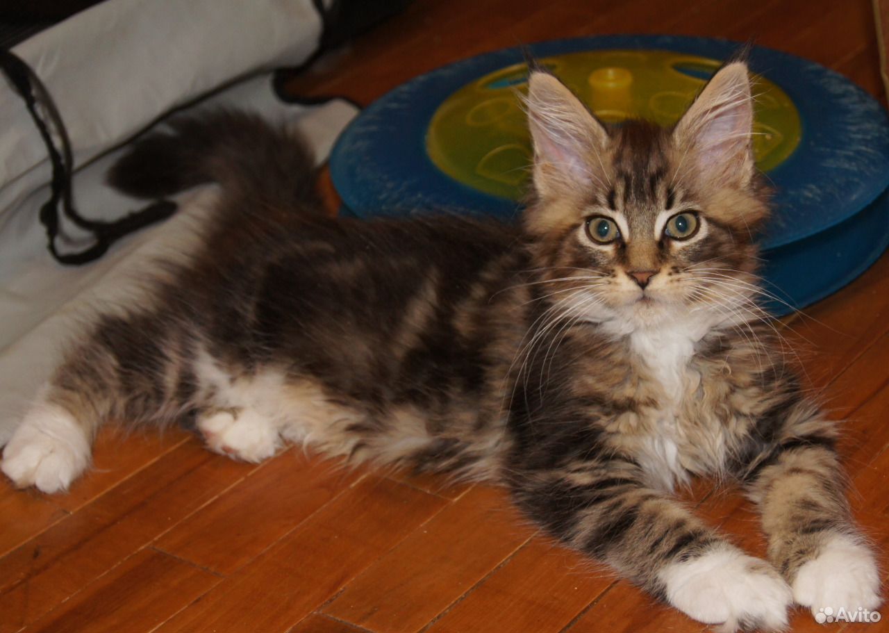 Прекрасная кошечка Сьюзен