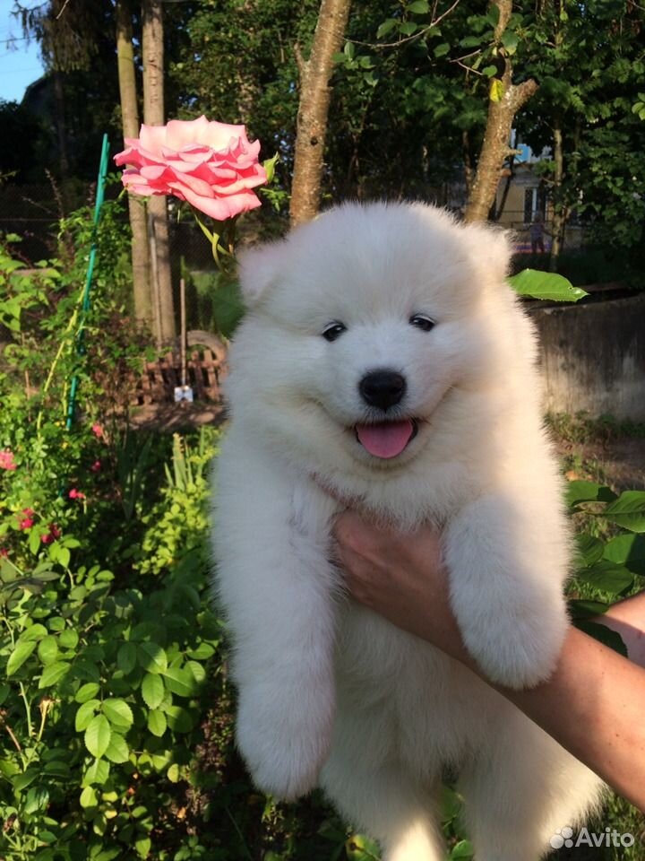 Самоед, детки