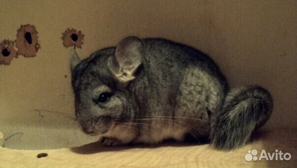 Шиншилла с витриной (домиком)