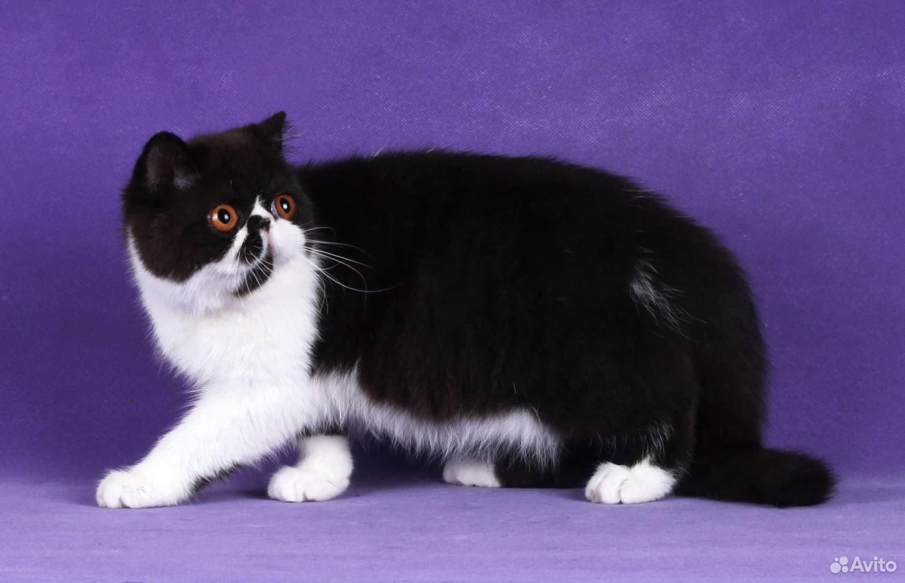 Плюшка- толстушка