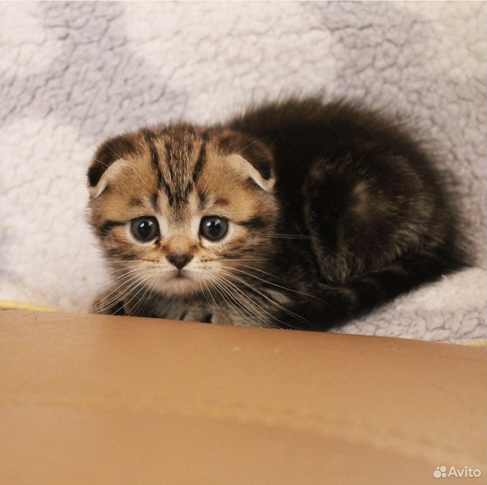 Вислоухий котенок фото реальное
