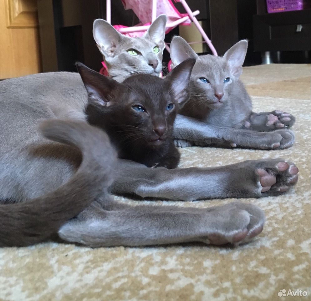 Ориентальные котята