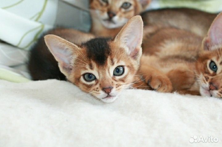 Абиссинские котята