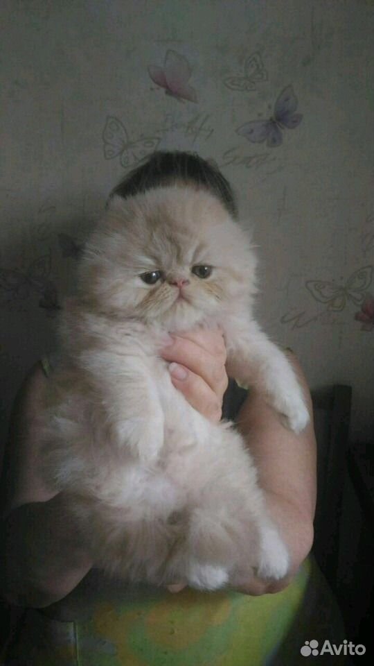 Персидские кремовые котята