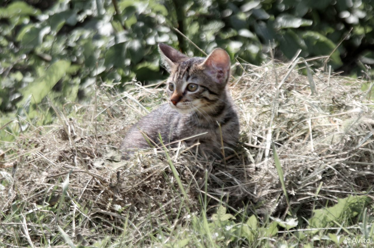 Котята ориентальной породы в дар