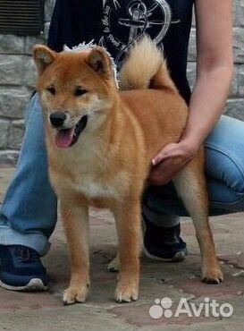Сиба-ину очень перспективный щенок
