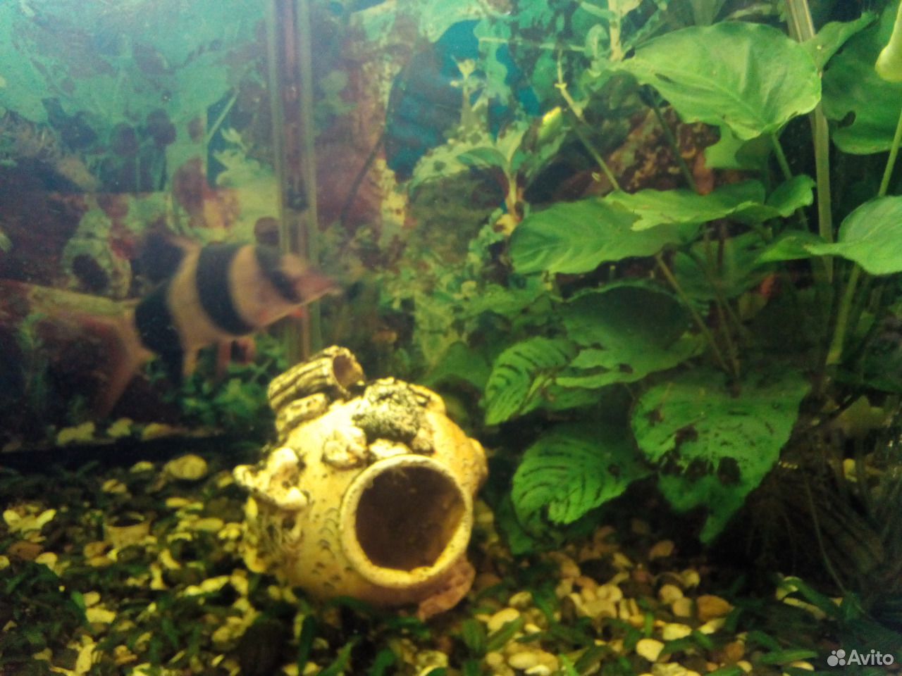 Аквариум