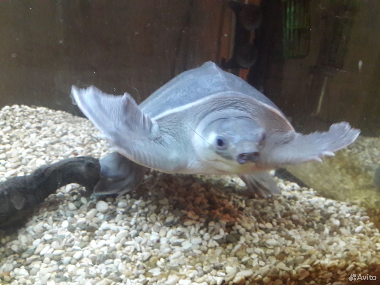 Свинорылая черепаха