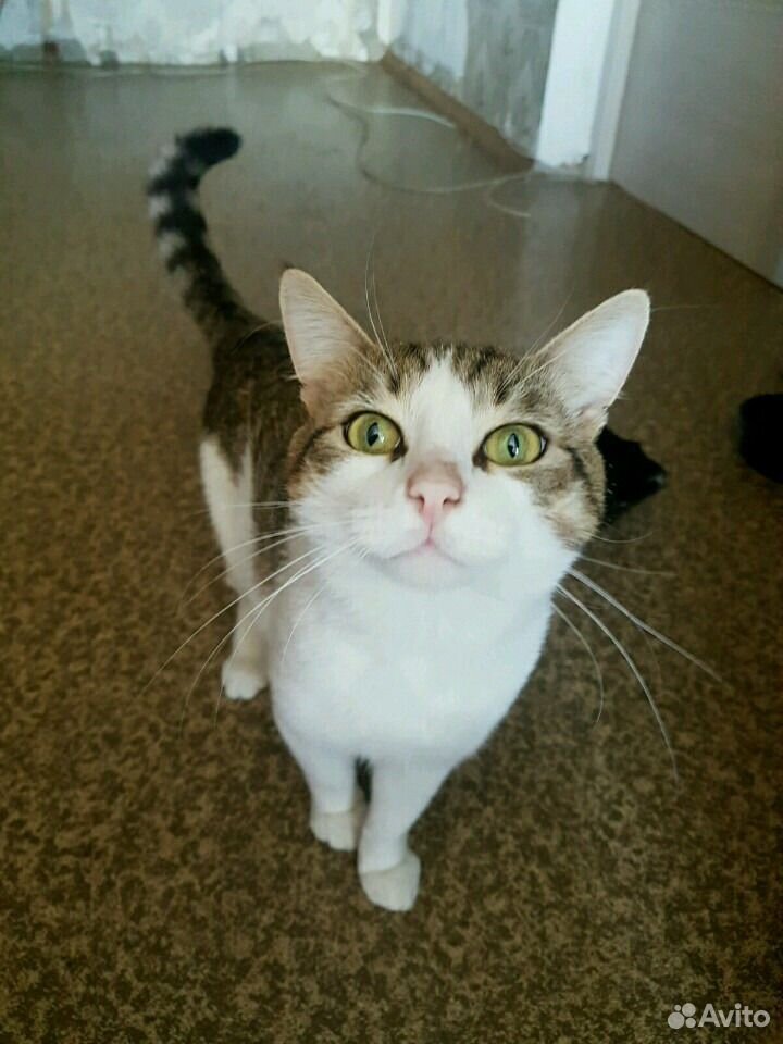 Котик 8 месяцев кастрирован