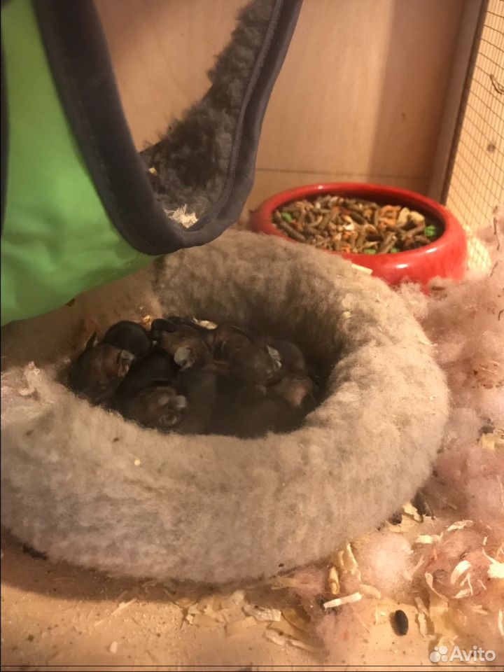 Малыши Дегу) Милые белочки