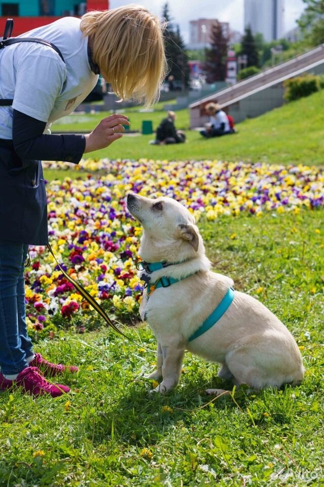 Ванильный Малыш ищет семью