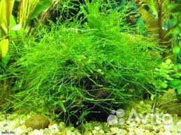 Мхи, растения и рыбки