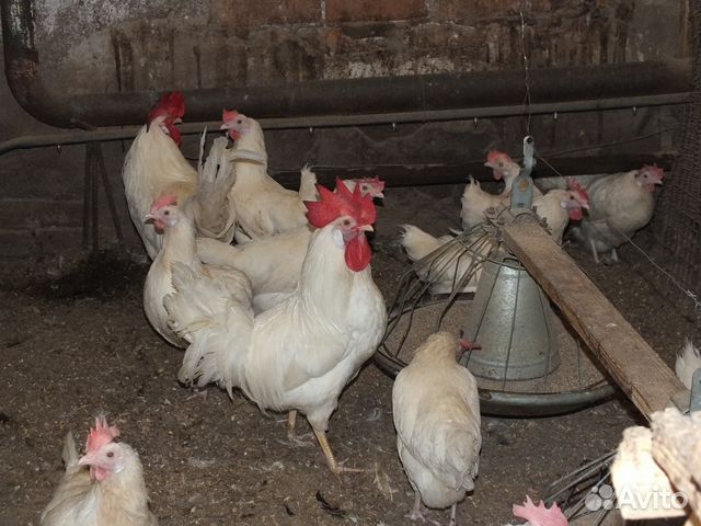 Инкубационное яйцо царскосельской