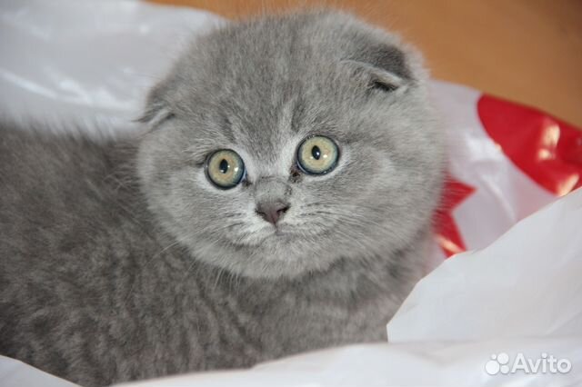 Вислоухие котята голубого и лилового окраса