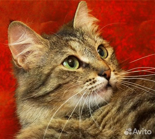 Молоденькая сибирячка Лапушка. (9 мес.)