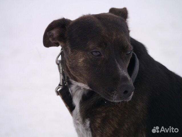 Обаятельная Эльба в добрые руки