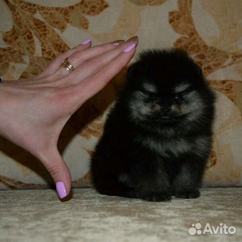 Микро-мальчик. Померанец