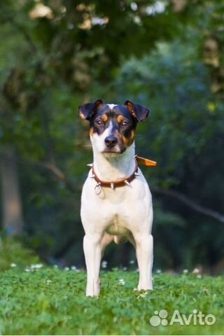 Парсон рассел терьер. Кобель для вязки