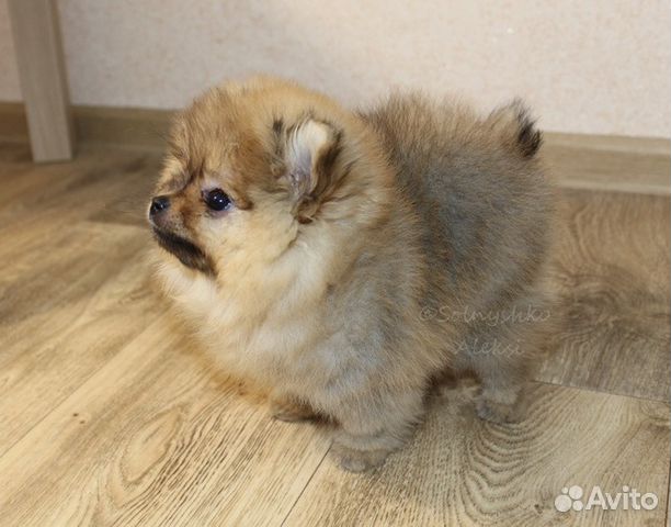 Девочка тип мишка Маруся и микро Майк