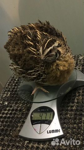 Перепела Чешского фараона