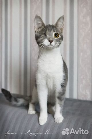 Кошка Мусенька