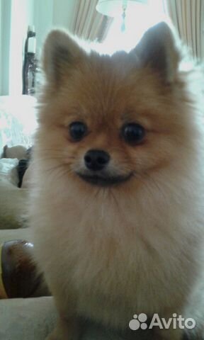 Померанский шпиц хочет жениться