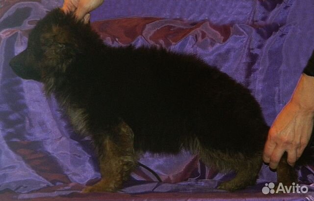 Дл/ш мальчик-Немчик