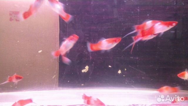 Меченосец (Санта Клаус, Санкё)