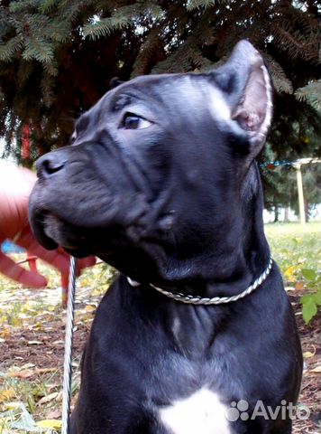 Осталась черная девочка