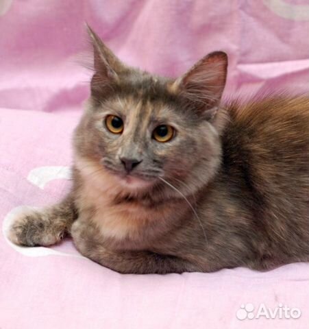 Голубокремовая пушистая Сюзанна, 8 мес