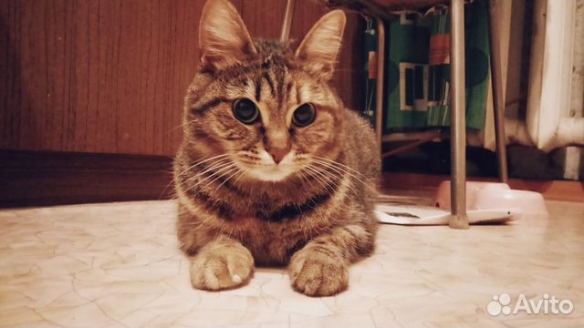 Кошка Сара в добрые руки