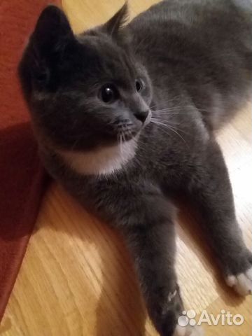 Котёночек в добрые руки