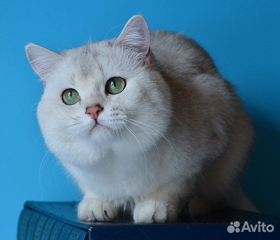 Британский кот серебристая шиншилла