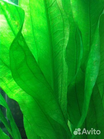 Эхинодорус амазонский