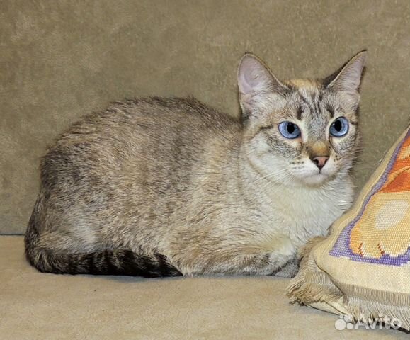 Молодая тайская кошечка в добрые руки