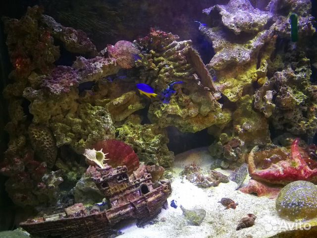 Морской аквариум