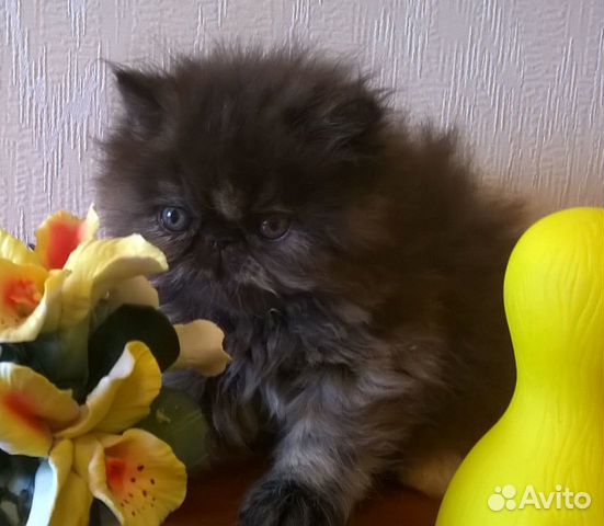 Персидское чудо