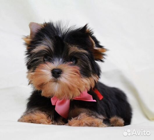 Йорки-детки с красивой мордашкой, Бебики