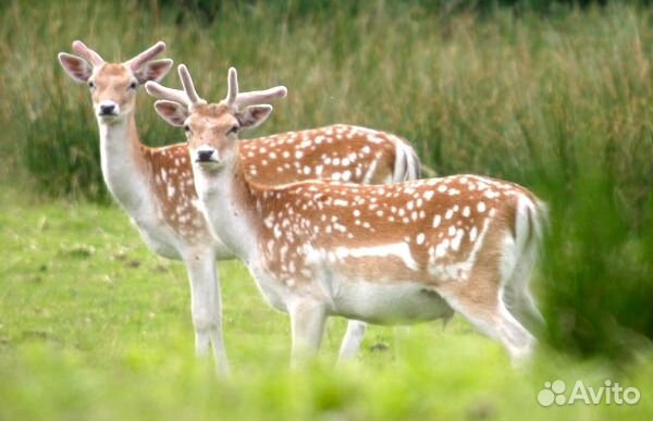 Лань европейская