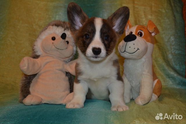 Вельш корги кардиган. Крутой мальчуган